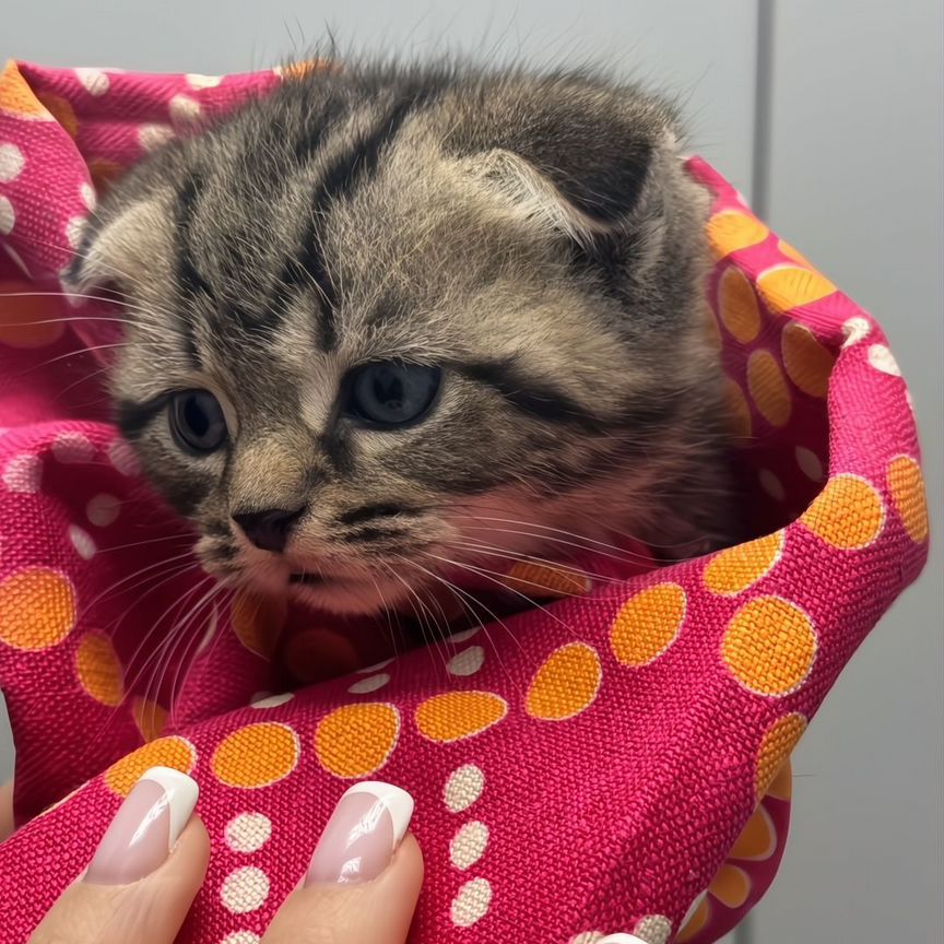 Шотландский вислоухий короткошёрстный котёнок