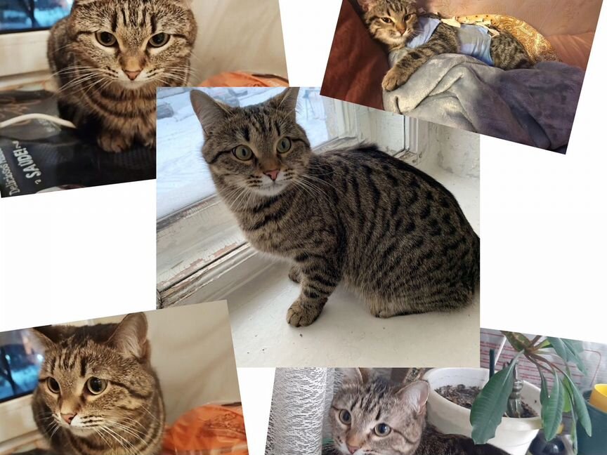Кошка