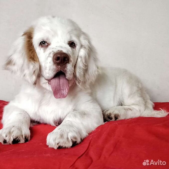 Красотка Патрисия кламбер спаниель