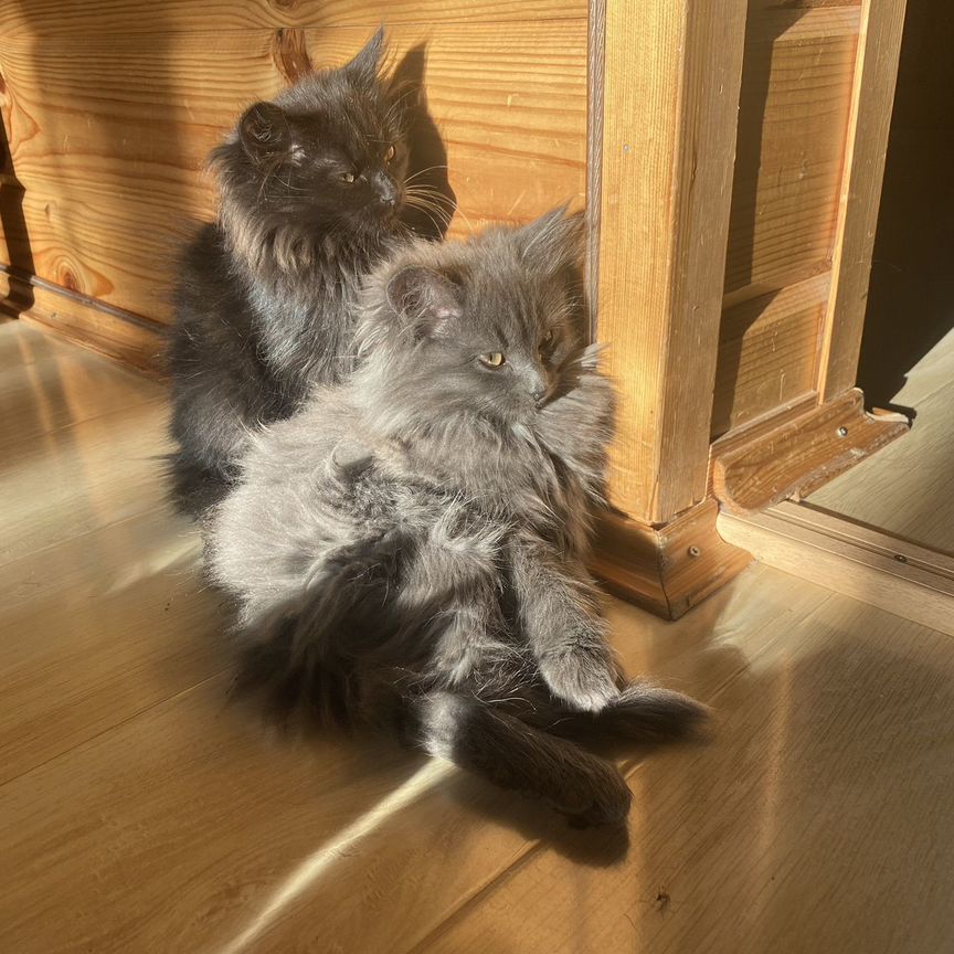 Котята ждут своих хозяев