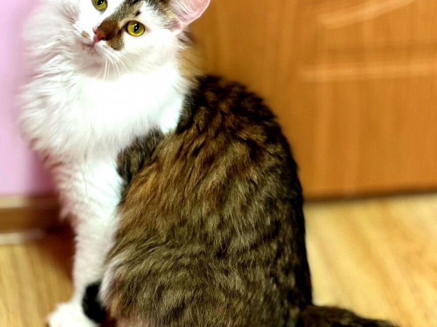 Котик в любящую семью