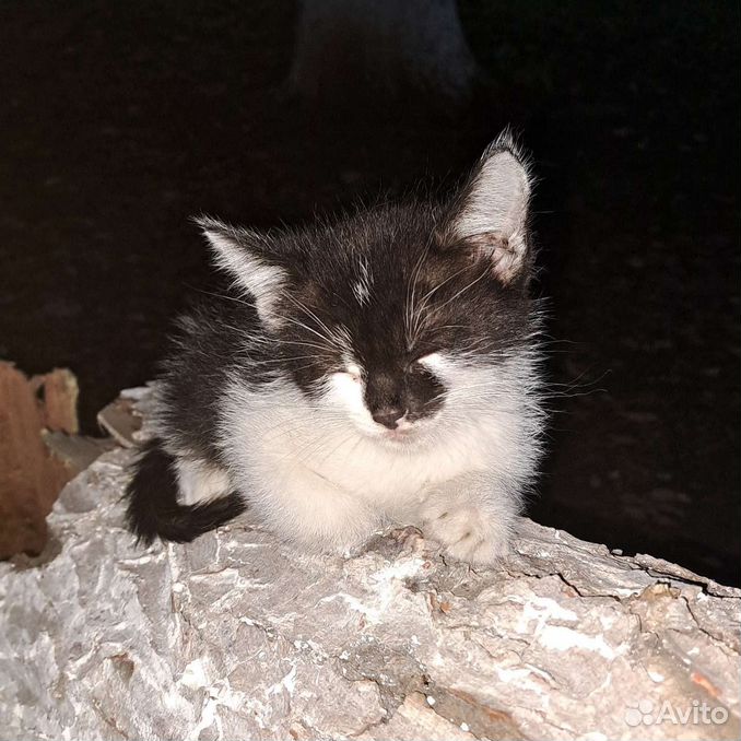 Катёнок в добрые руки