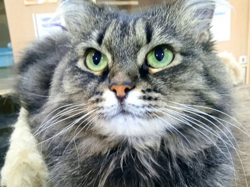 Сакура в добрые руки