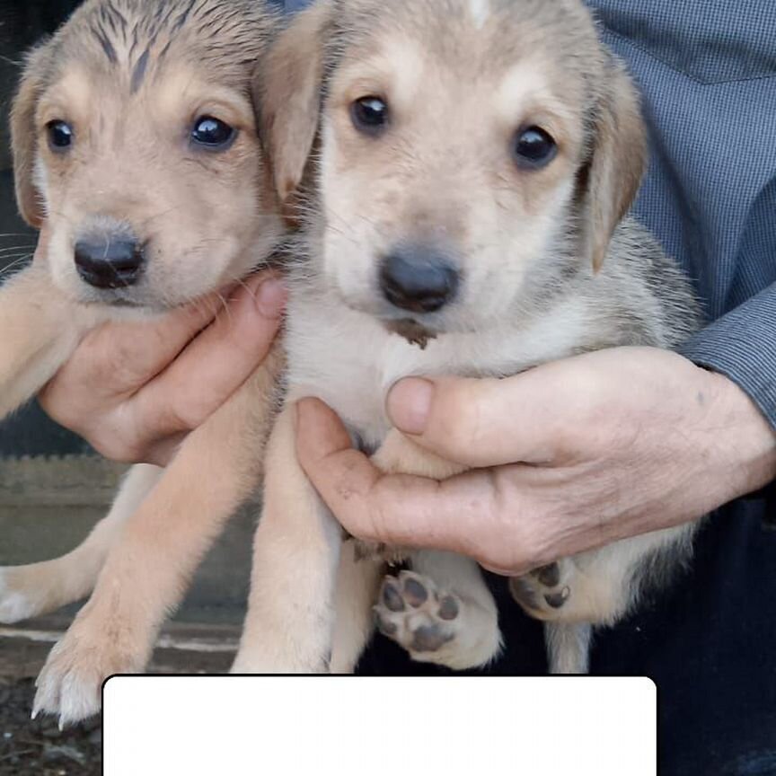Щенки русской гончей