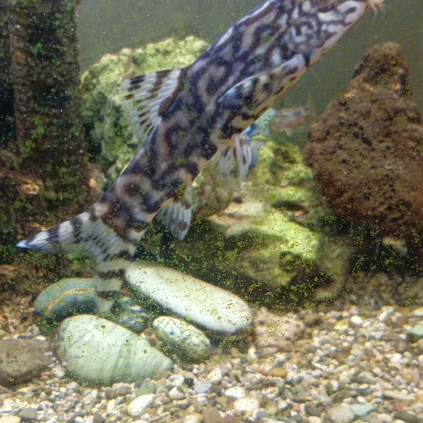 Боция мраморная