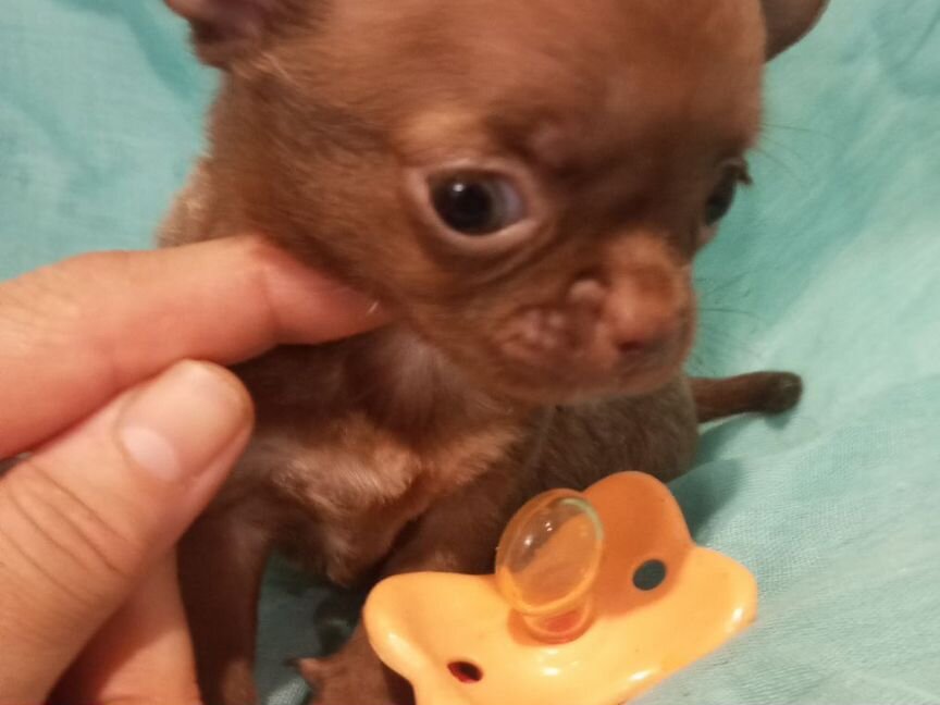 Чихуахуа micro малышки