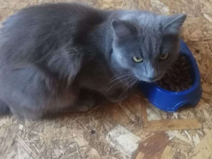 Кот мышелов