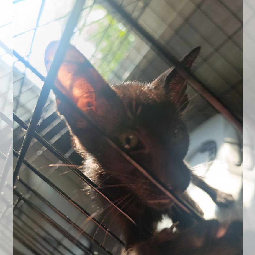 Ориентальный котёнок