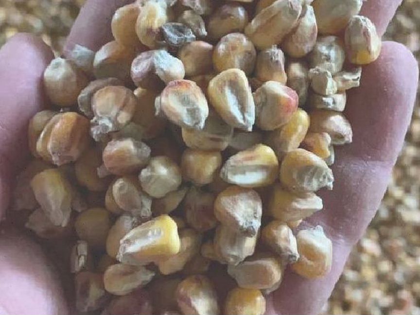 Кукуруза фуражная