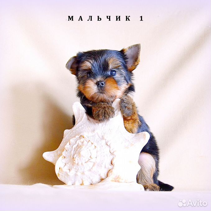 Йорк Мальчишка - шалунишка - сплошное очарование
