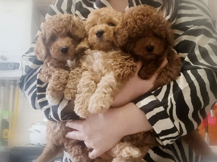 Мальтипу эксклюзив тип Тедди