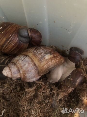 Улитки ахатины и ахрахатины