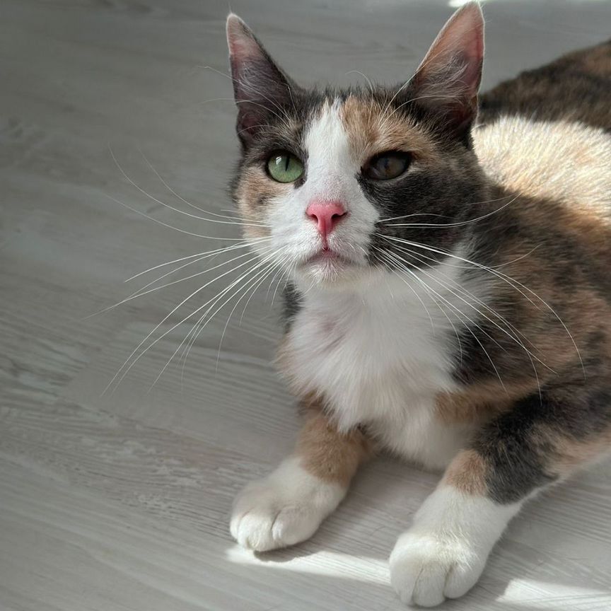 Взрослая, кошка в добрые руки