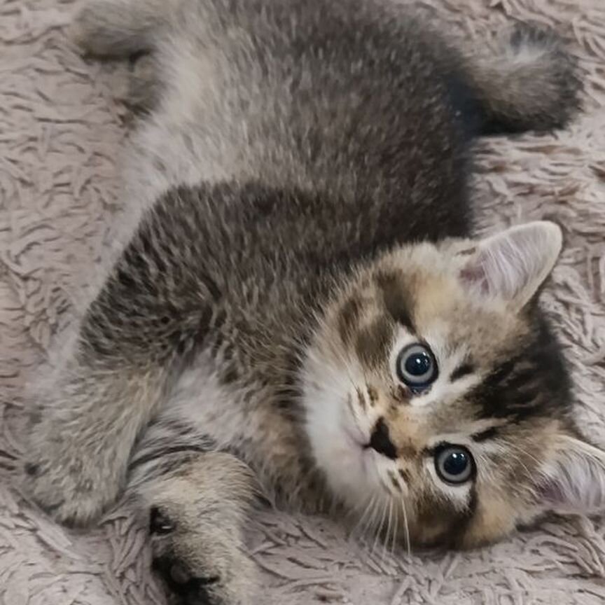 Шотландский прямоухий короткошёрстный котёнок