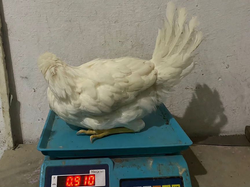 Куры молодки несушки