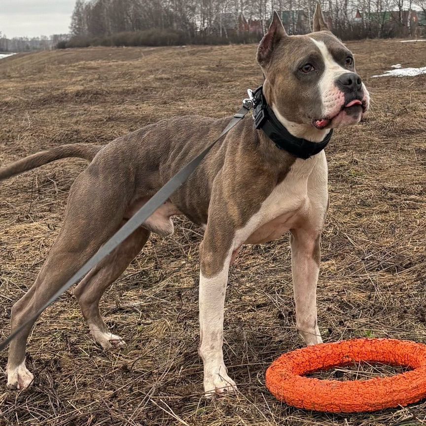 Американский стаффордширский терьер, взрослый пёс