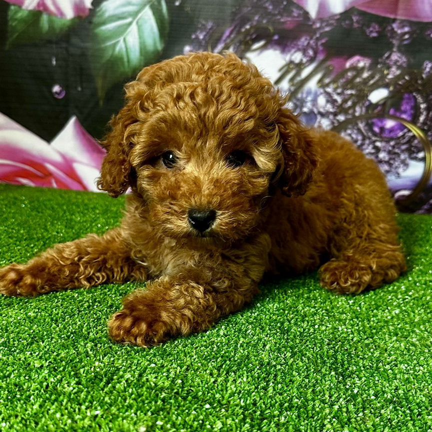 Той-пудель, щенок