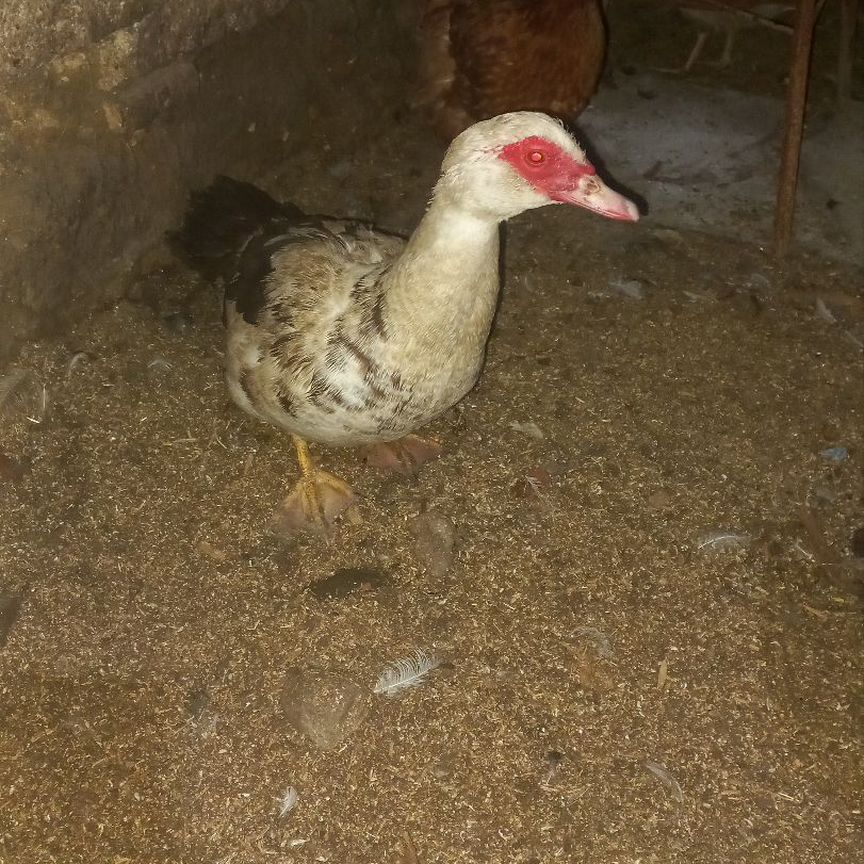 Продам молодых индоуток