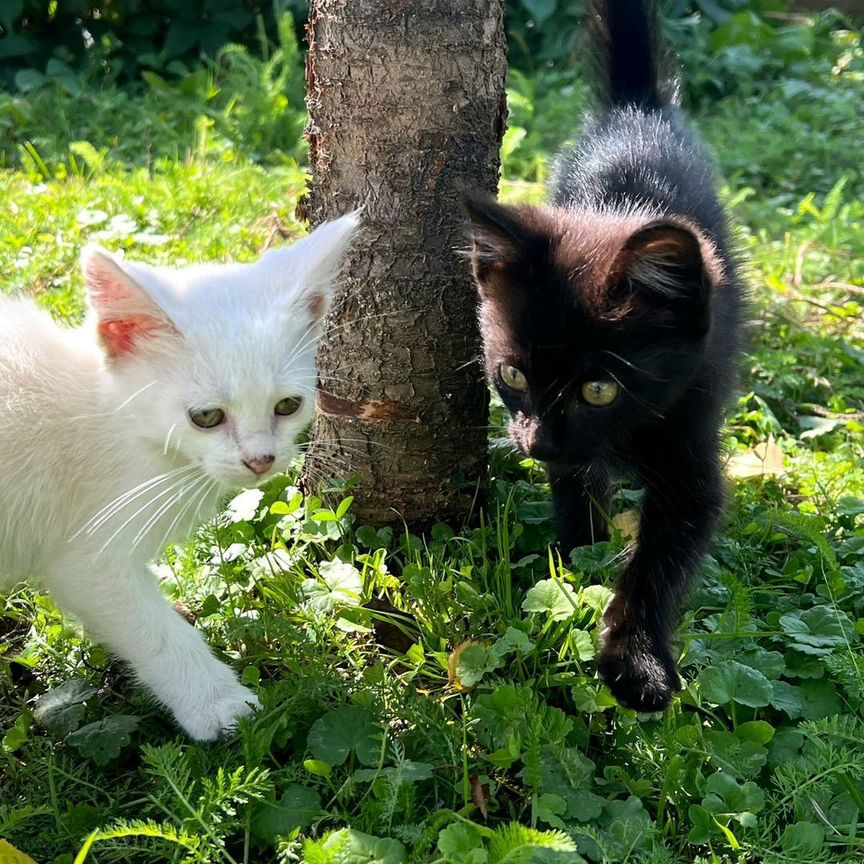 Котята в добрые руки