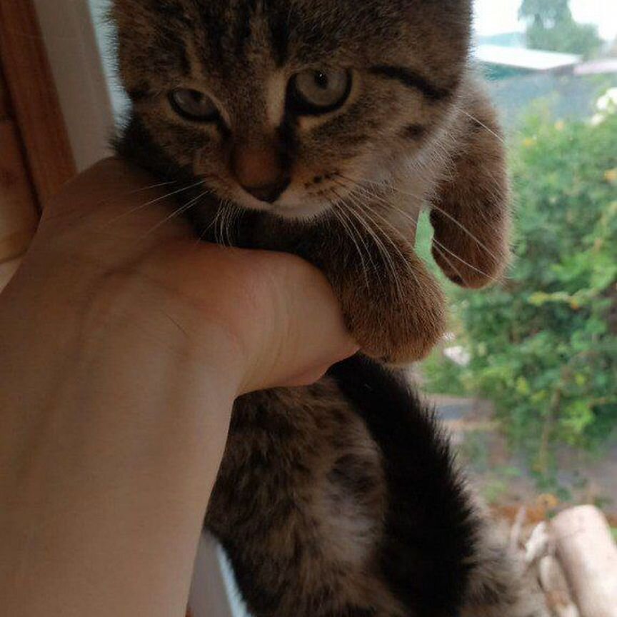 Котенок мальчик в добрые руки бесплатно