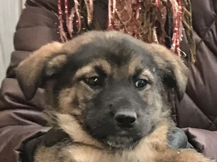 Красивые щенки в дар