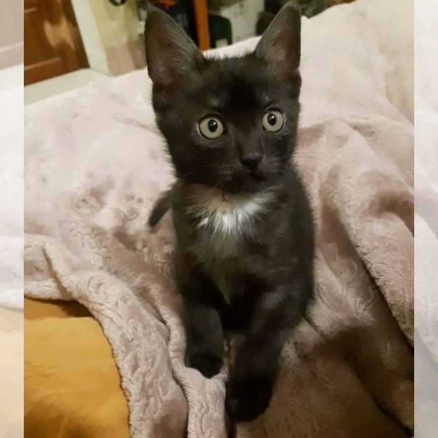 Котенок в добрые руки