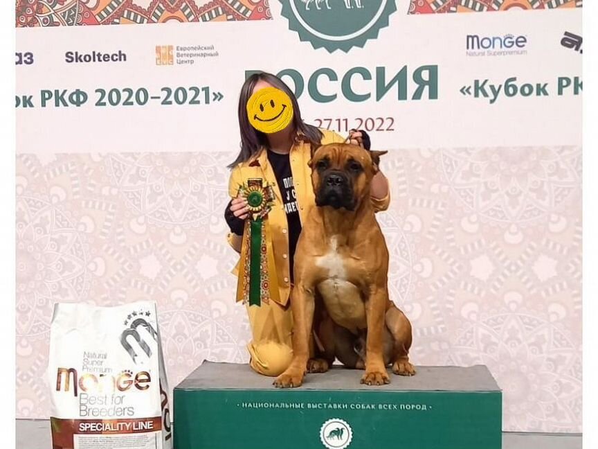 Щенки кане корсо