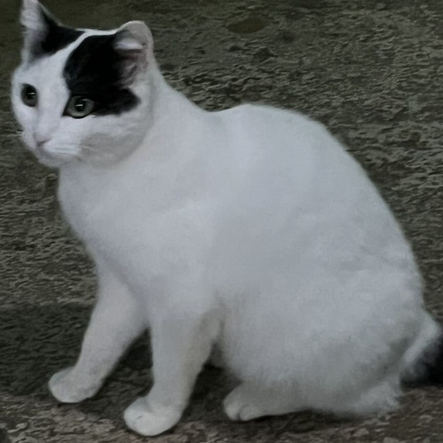 Взрослая кошка в добрые руки