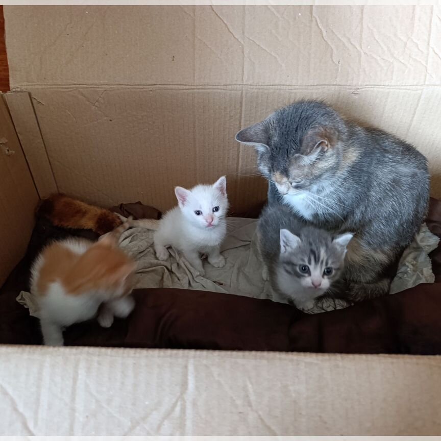 Котёнок в добрые руки