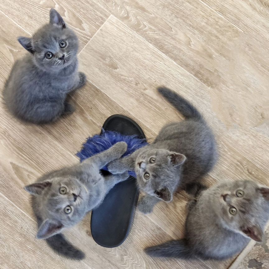 Британские котята