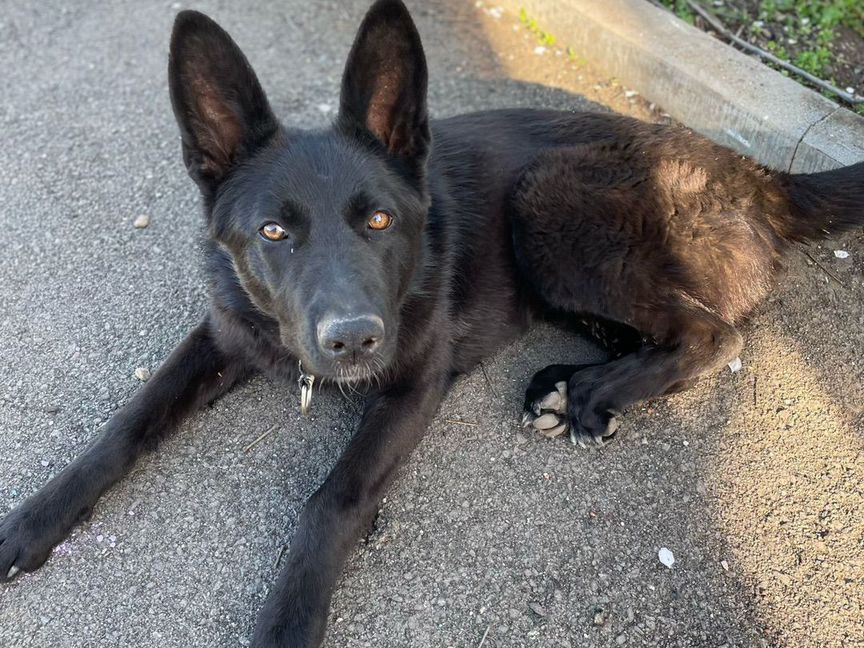 Собака немецкая овчарка черная (сука)