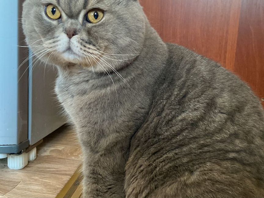 Котик Карлос ищет невесту