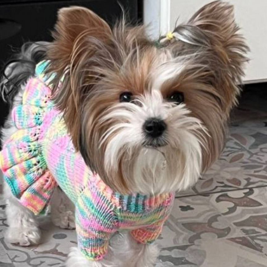 Вязаная одежда для маленьких собак