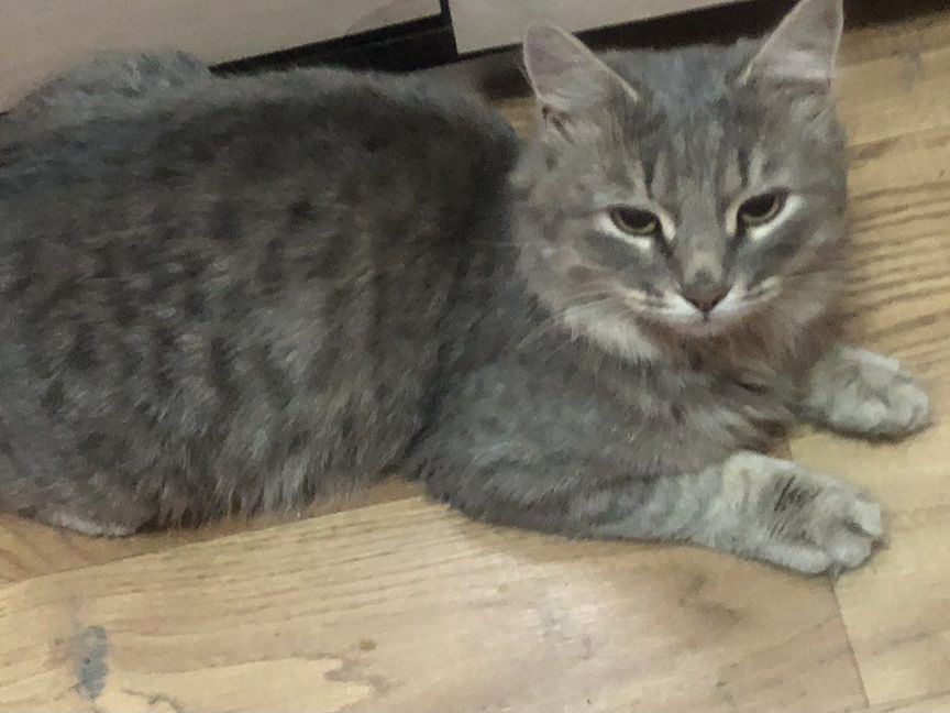 Очень Ласковый котик