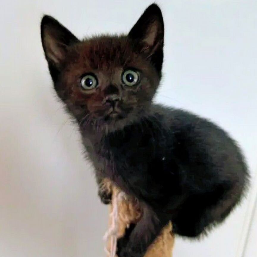 Сибирский котёнок