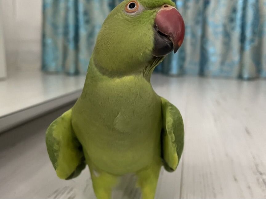 Ожереловый попугай