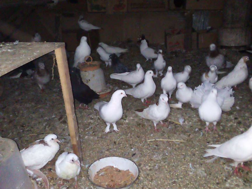 Голуби (Бакинцы, бойные, узбеки)