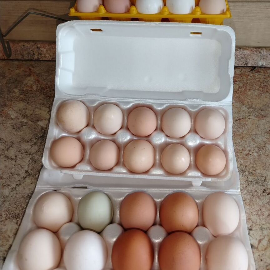 Инкубационное яйцо кур несушки