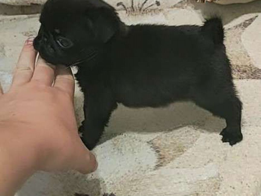 Девочка чисто черная