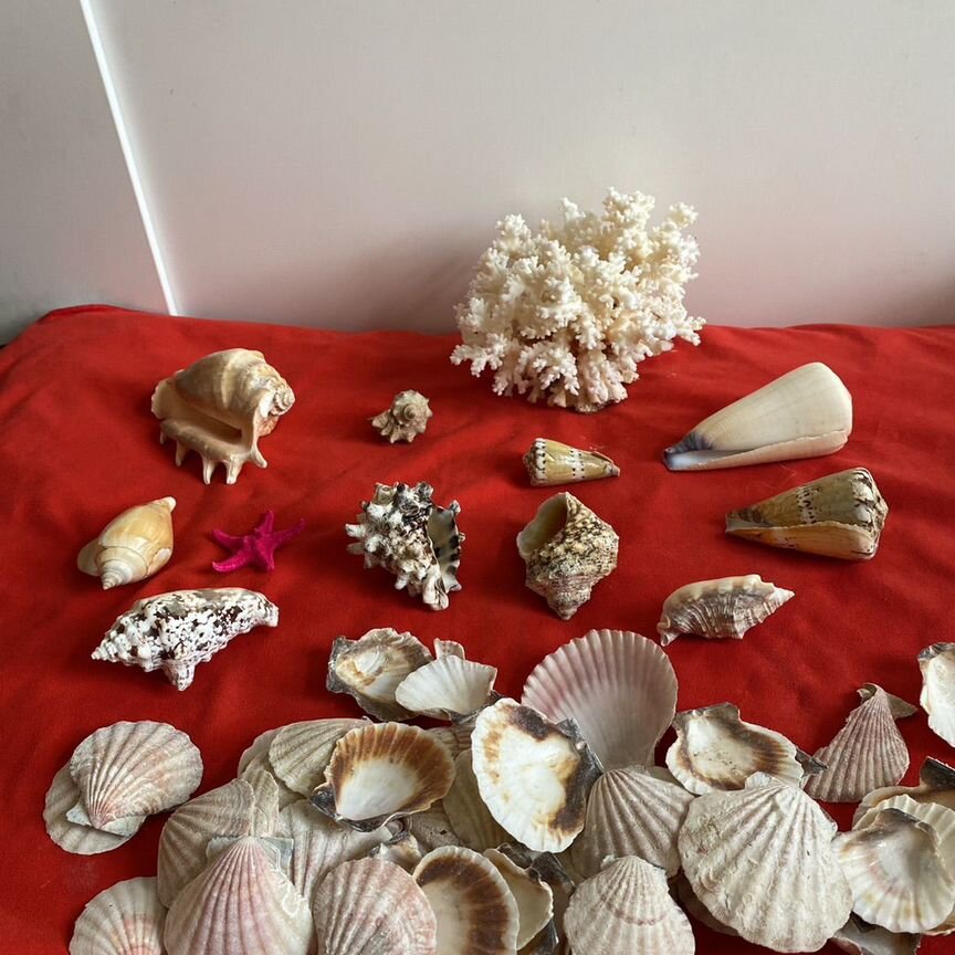 Для аквариума раковины,морская звезда,коралы