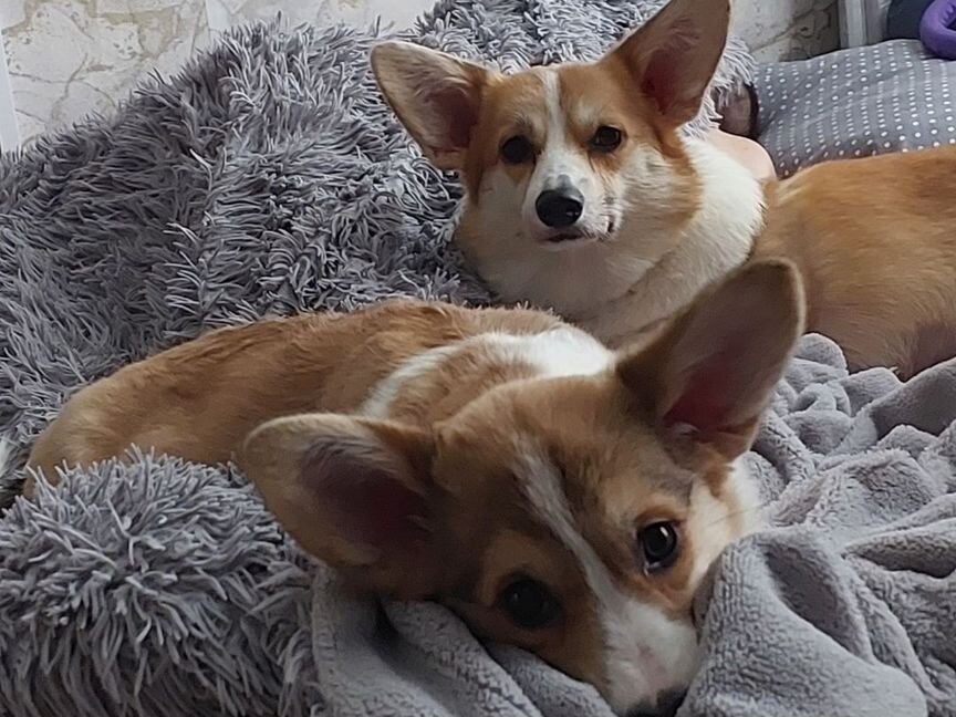 Вельш-корги пемброк