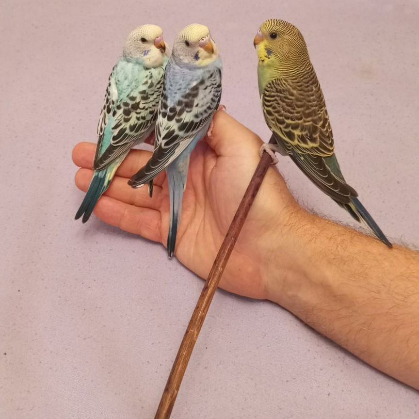 Волнистый попугай птенец