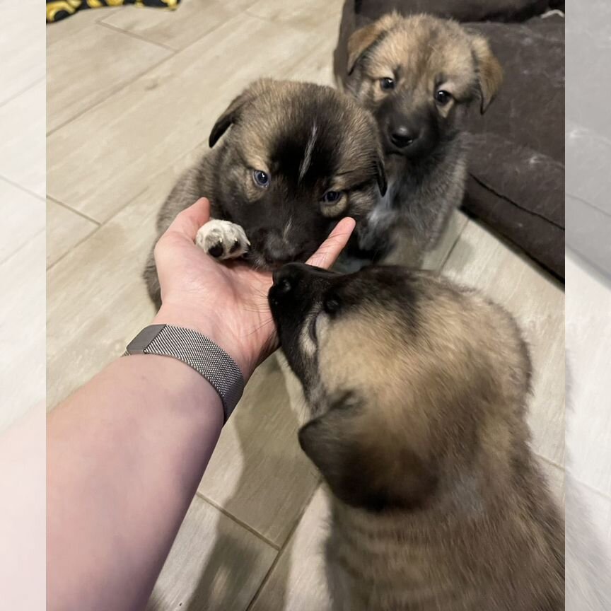 Щенок в добрые руки