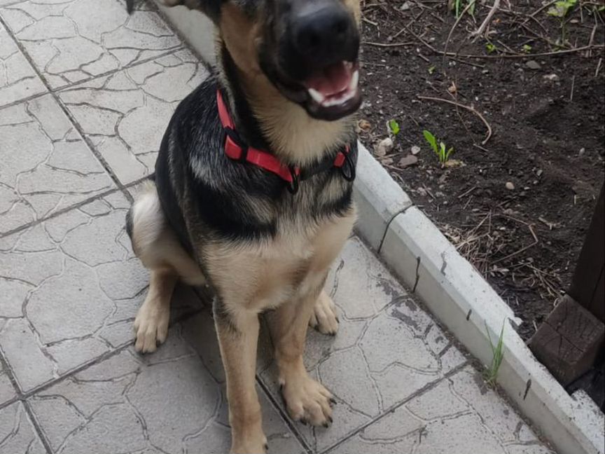 Собака в добрые руки