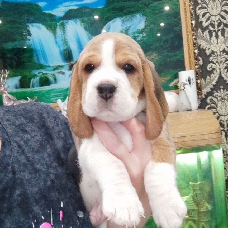 Щенки бигль