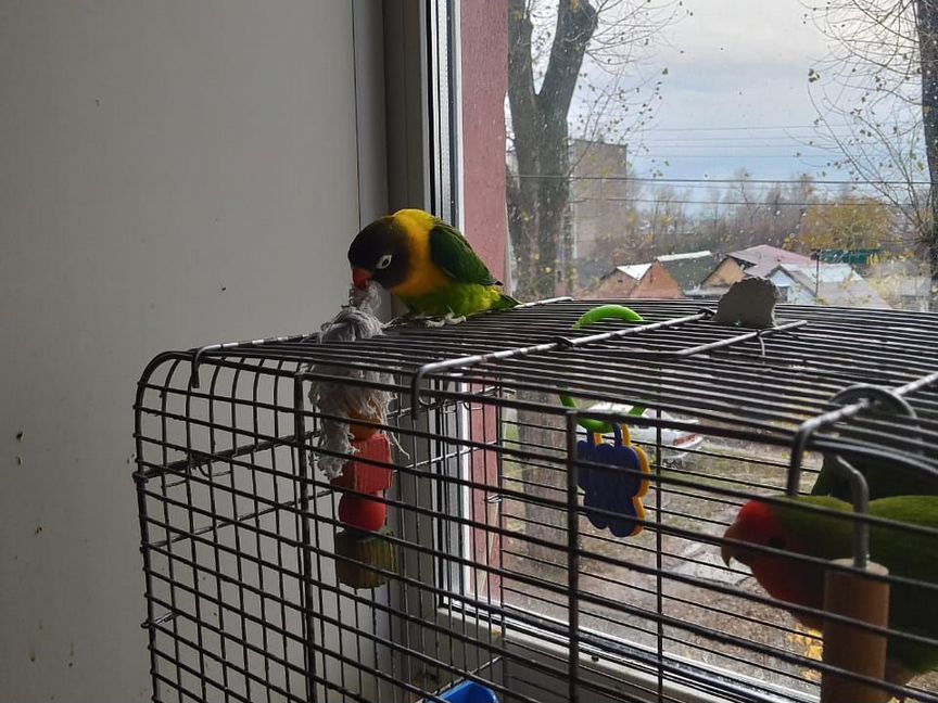 Попугай неразлучник масковый