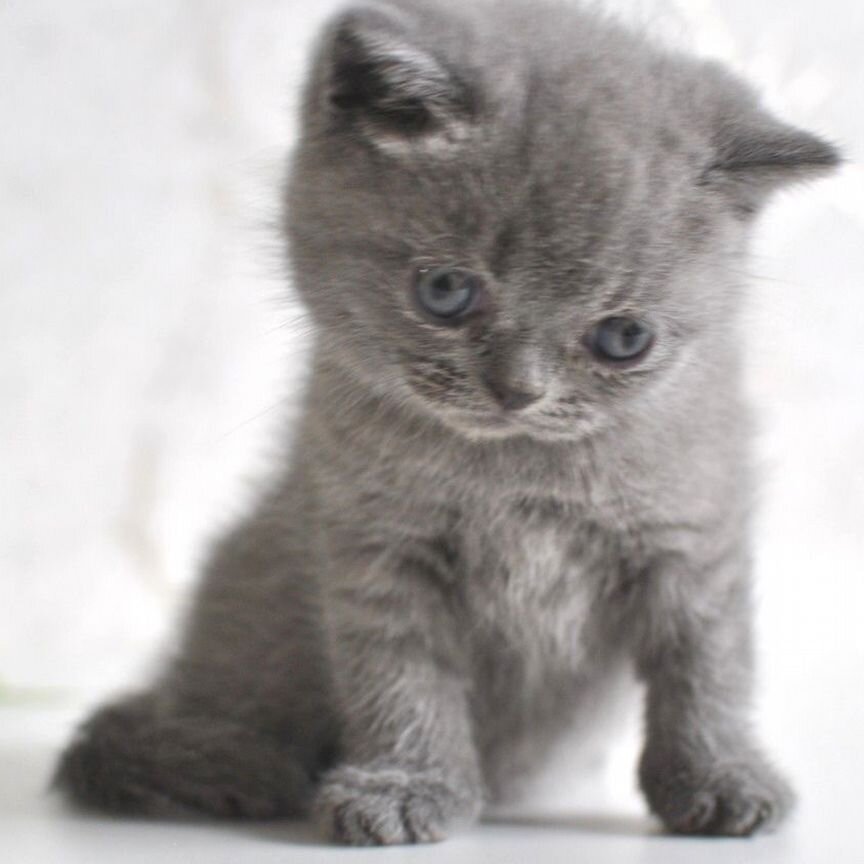 Экзотическая кошечка