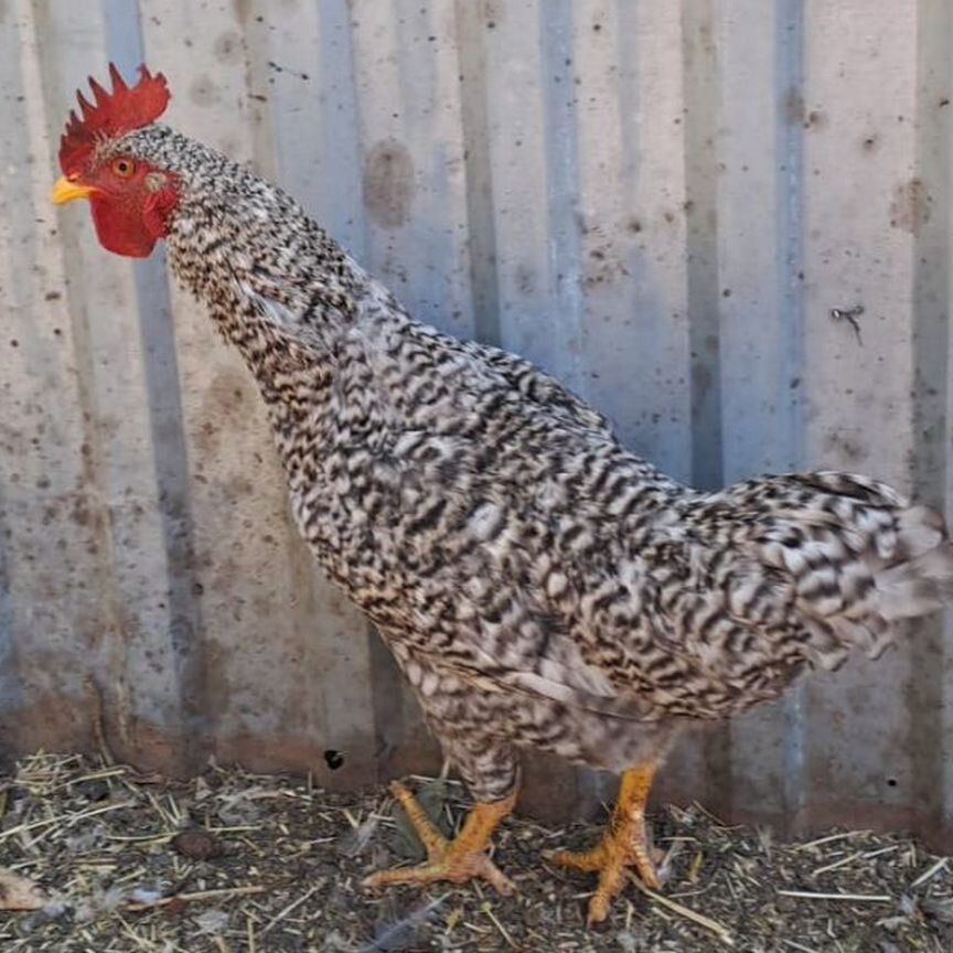 Петух молодой 6 мес