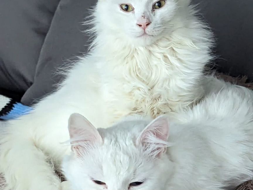 Котёнок