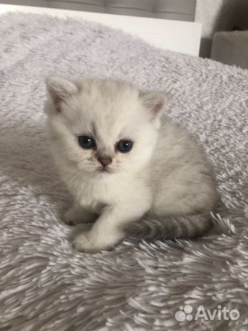 Британские котята